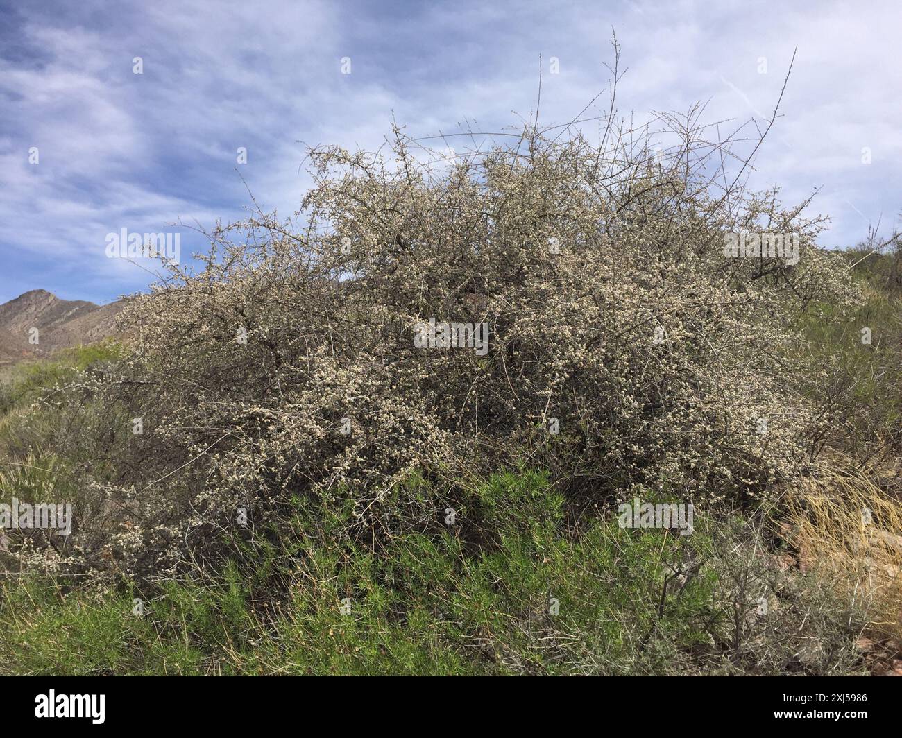 little leaf sumac (Rhus microphylla) Plantae Stock Photo - Alamy