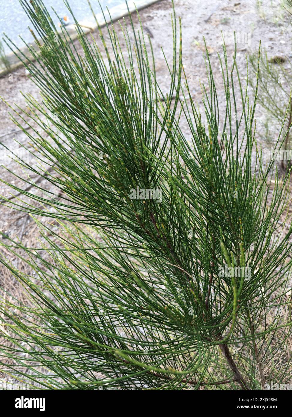 Beach Sheoak (Casuarina equisetifolia) Plantae Stock Photo - Alamy
