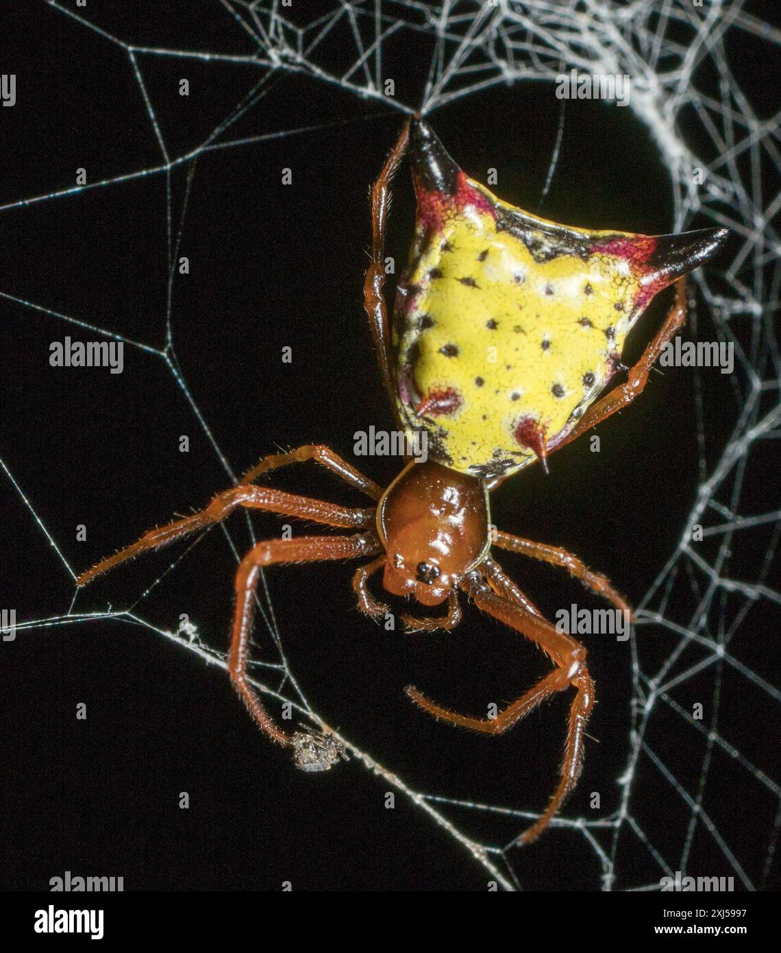 Arrow-shaped Orbweaver (Micrathena sagittata) Arachnida Stock Photo - Alamy