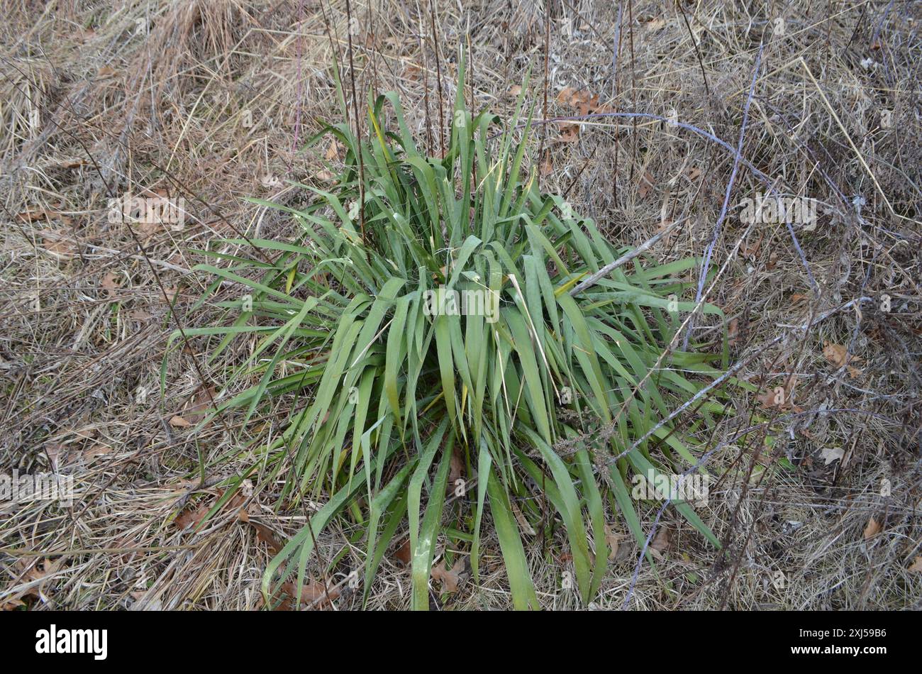 common yucca (Yucca filamentosa) Plantae Stock Photo - Alamy