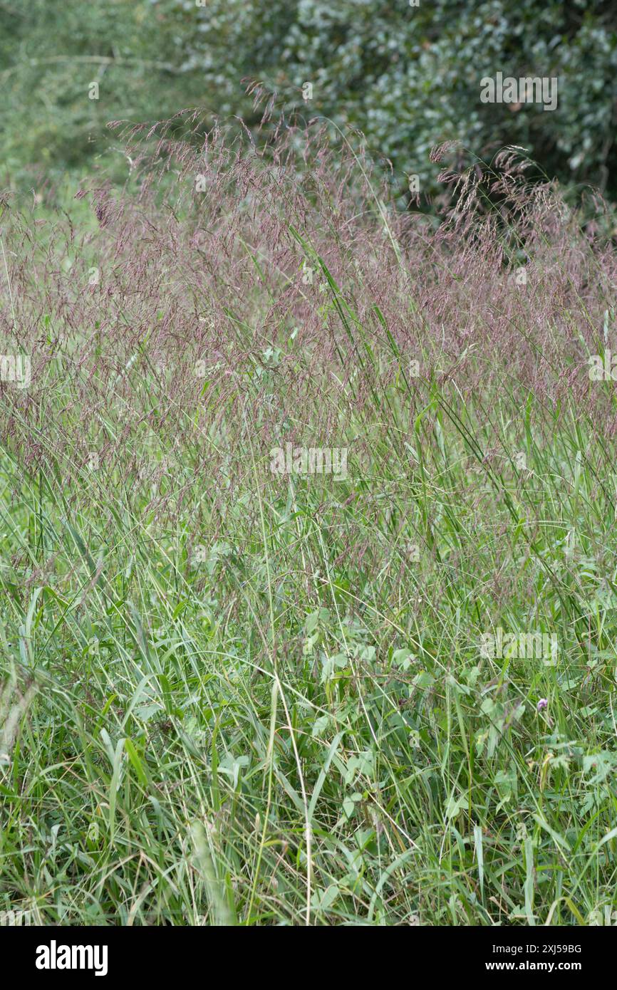 purpletop tridens (Tridens flavus) Plantae Stock Photo - Alamy