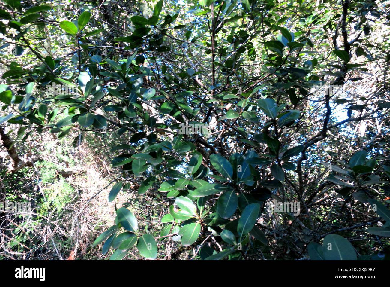 Cape beech (Rapanea melanophloeos) Plantae Stock Photo - Alamy