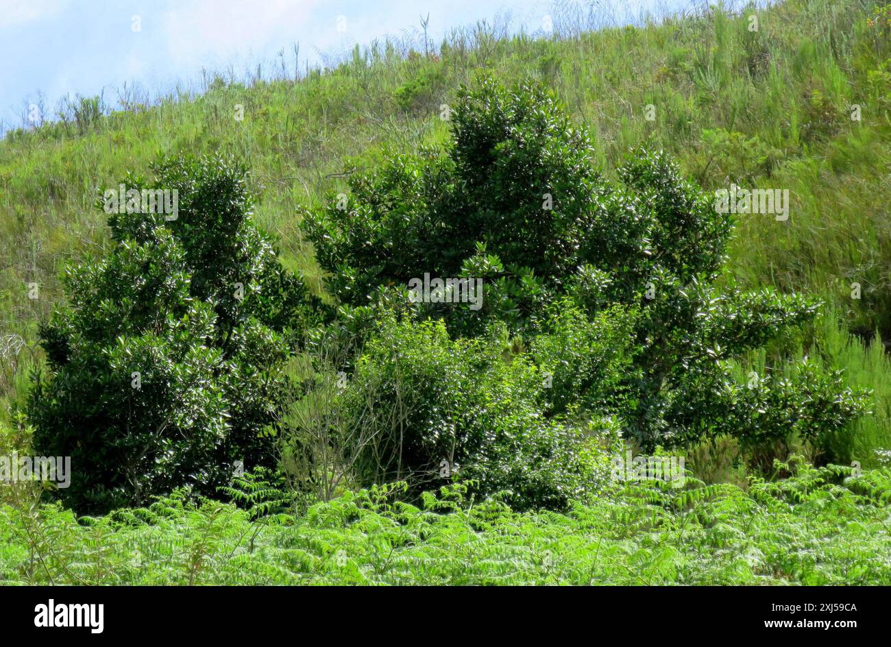 Cape beech (Rapanea melanophloeos) Plantae Stock Photo - Alamy