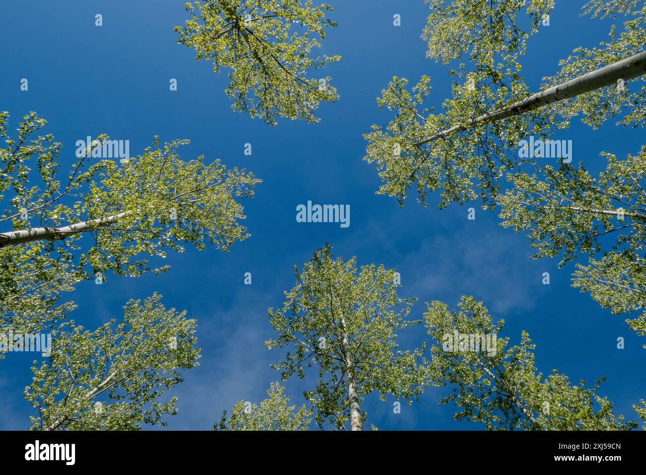 Poplar sketch hi-res stock photography and images - Alamy