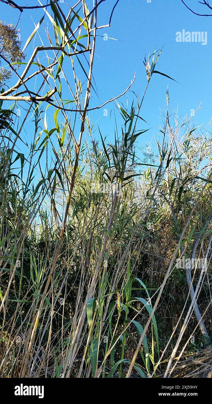 giant reed (Arundo donax) Plantae Stock Photo - Alamy
