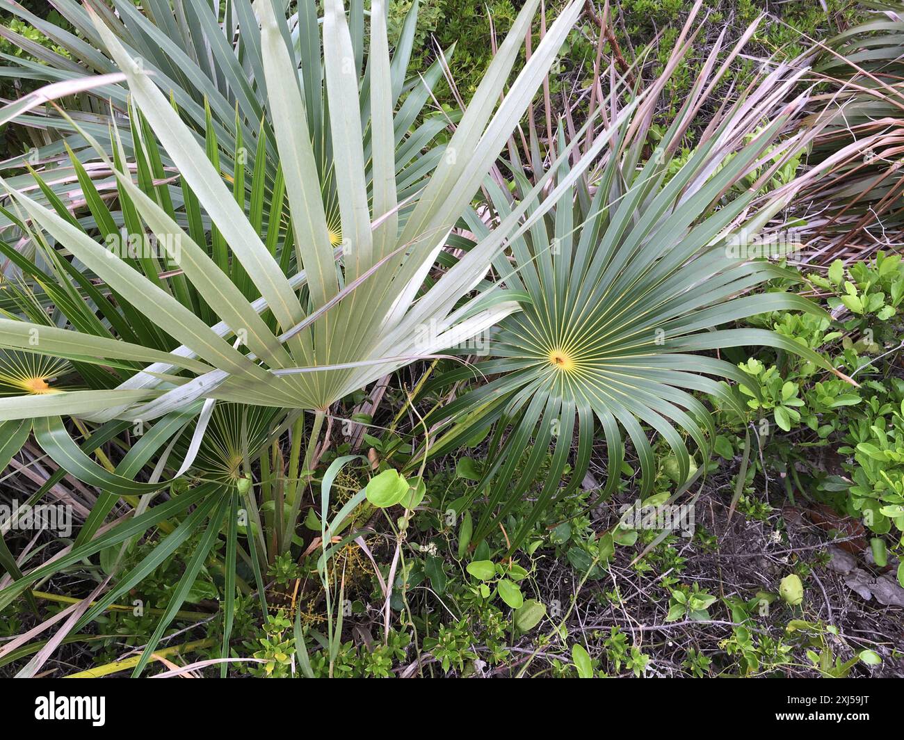 Florida Silver Palm (Coccothrinax argentata) Plantae Stock Photo - Alamy