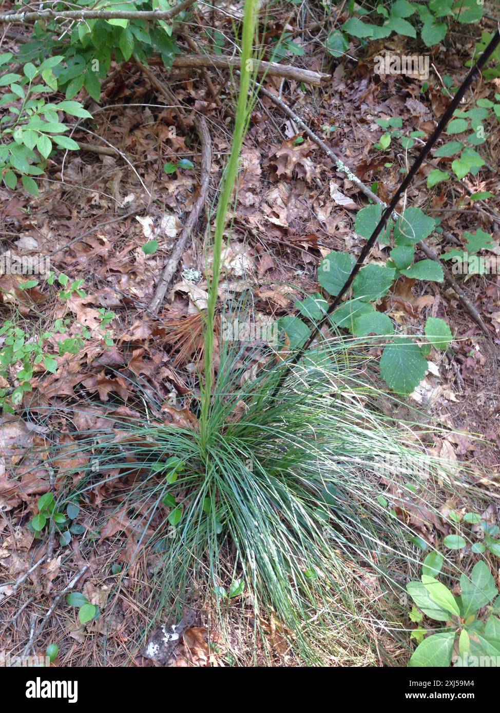 Turkey beard (Xerophyllum asphodeloides) Plantae Stock Photo - Alamy