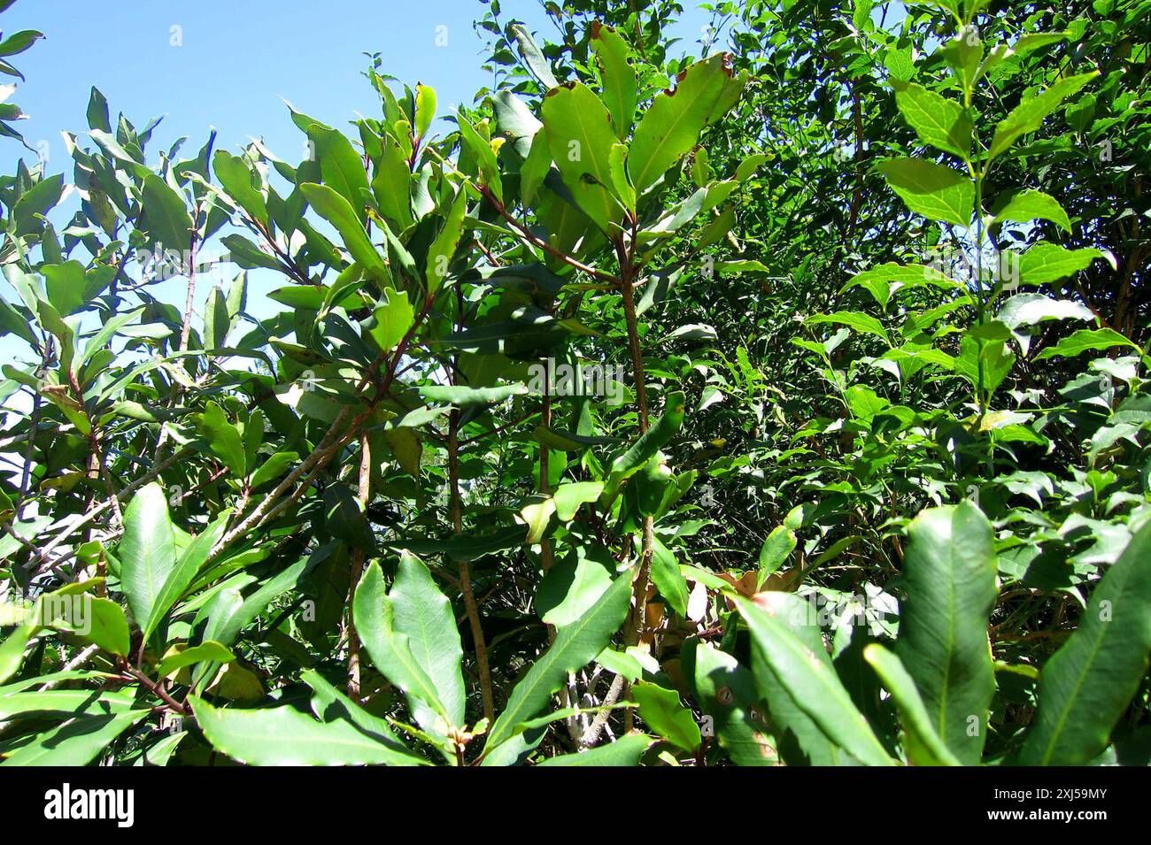 Cape beech (Rapanea melanophloeos) Plantae Stock Photo - Alamy