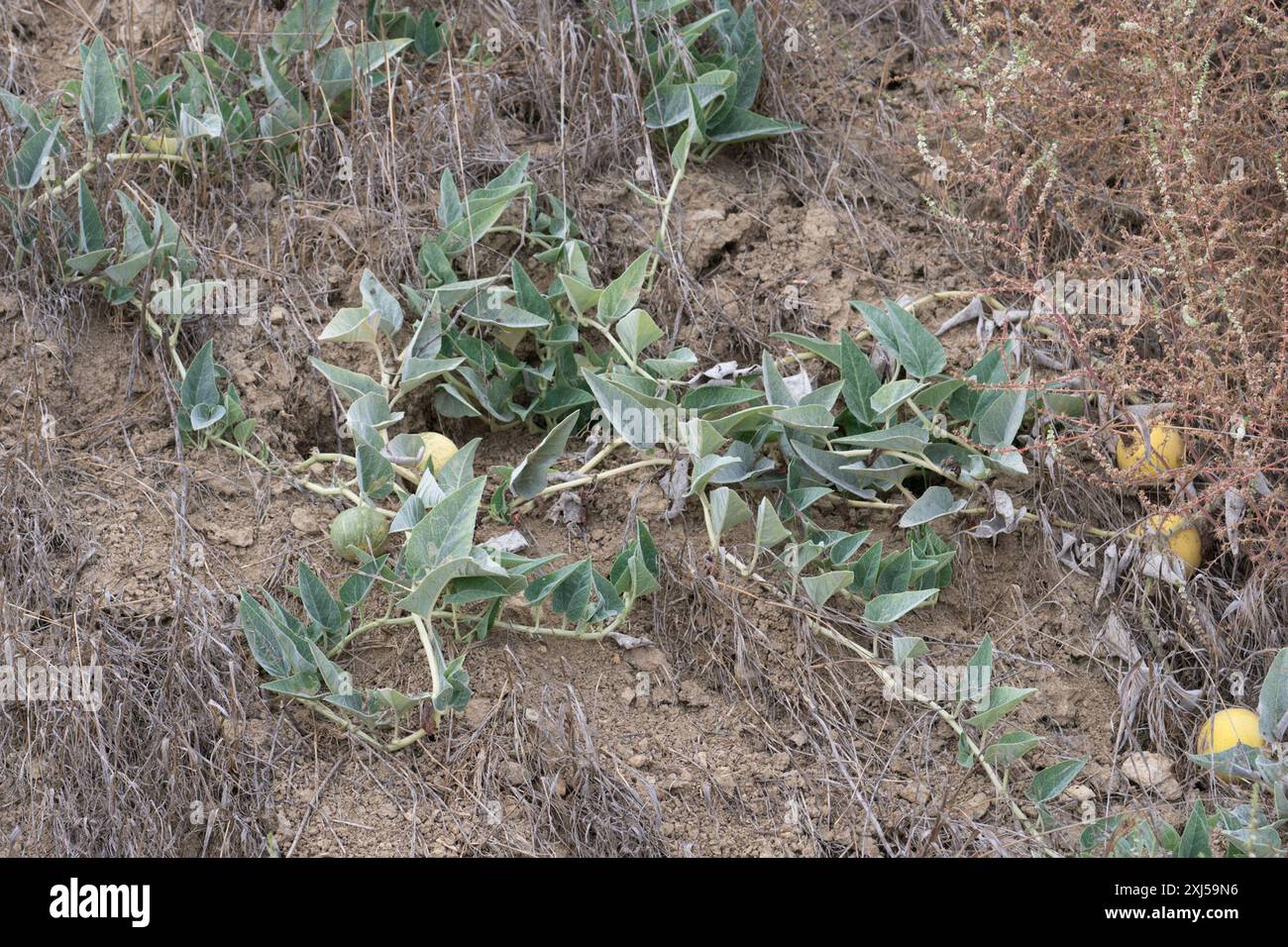 Buffalo Gourd (Cucurbita foetidissima) Plantae Stock Photo - Alamy