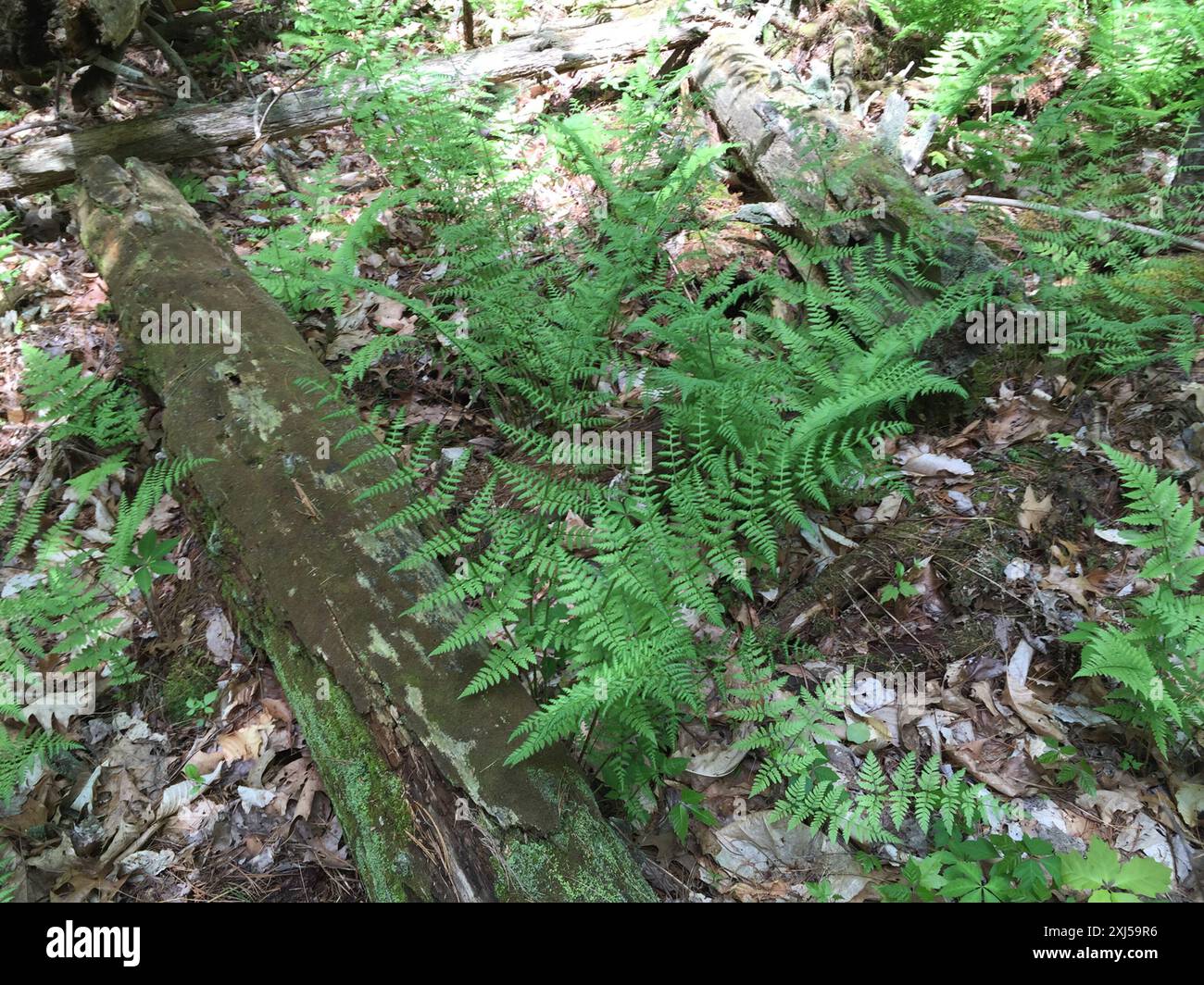 spinulose wood fern (Dryopteris carthusiana) Plantae Stock Photo - Alamy