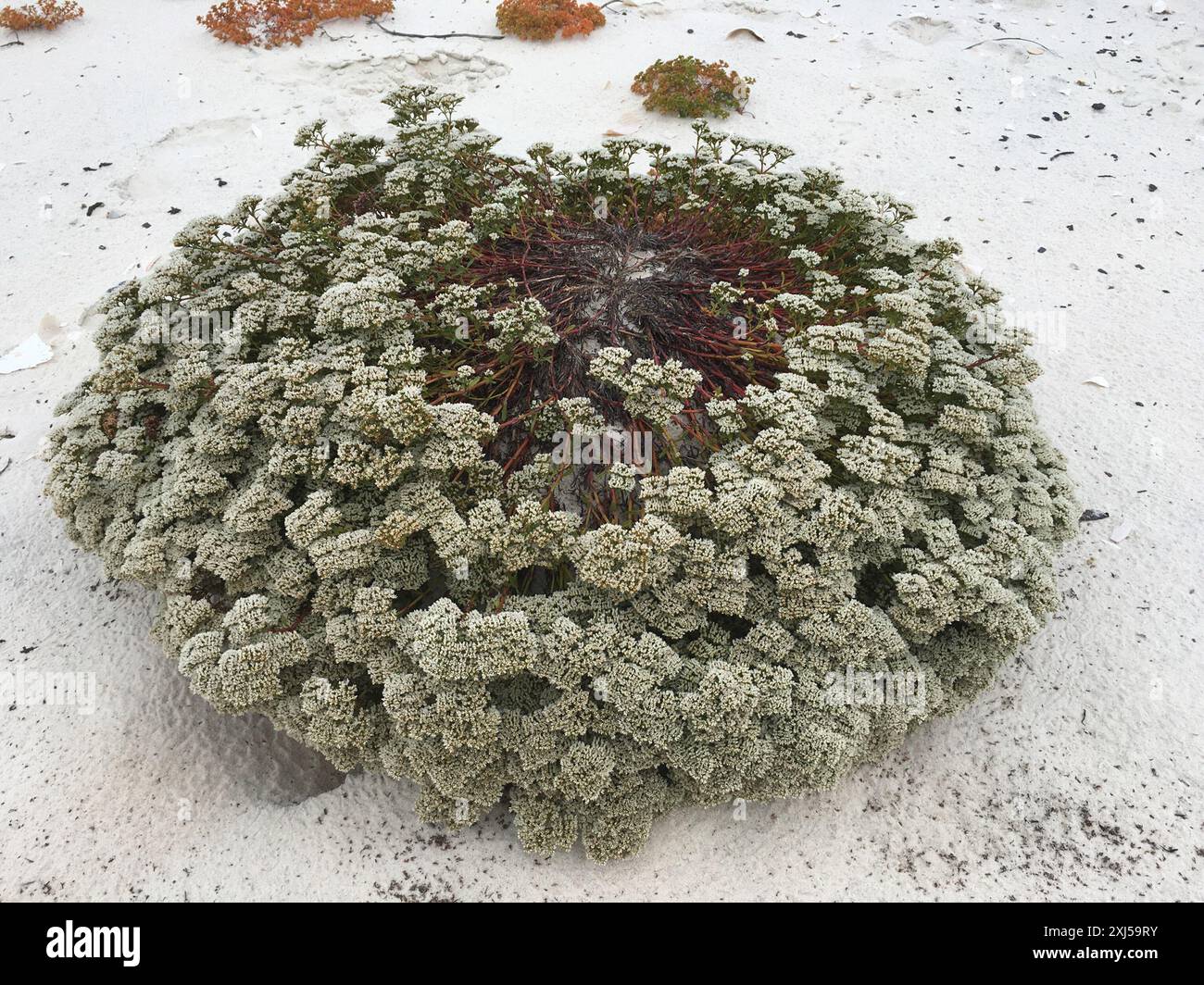 (Paronychia erecta erecta) Plantae Stock Photo - Alamy