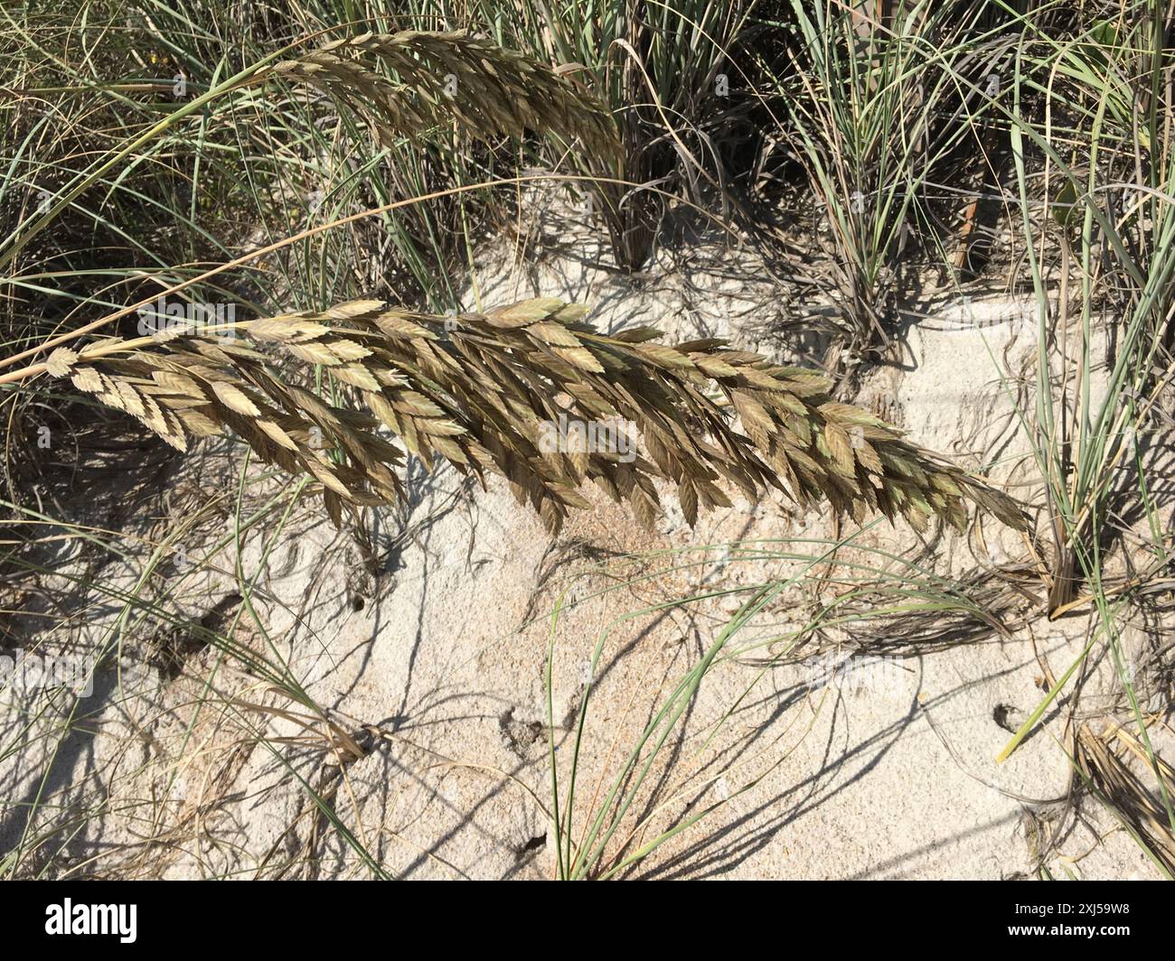 sea oats (Uniola paniculata) Plantae Stock Photo - Alamy