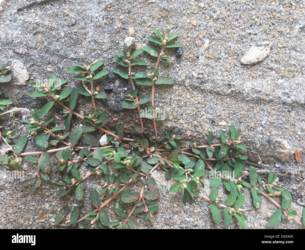 Spotted spurge (Euphorbia maculata) Plantae Stock Photo - Alamy
