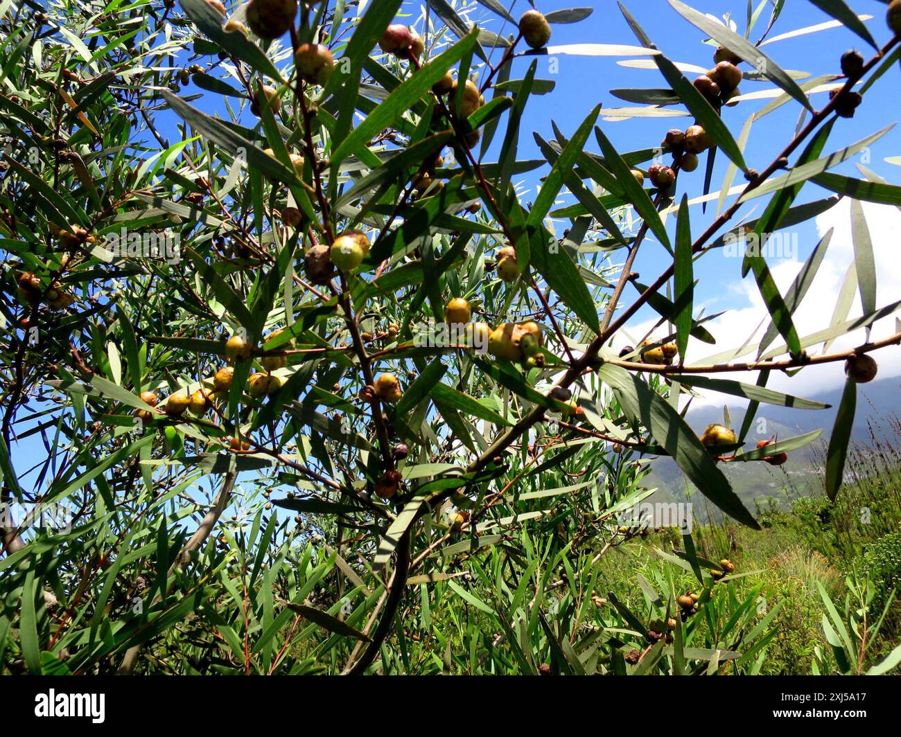 Trichilogaster acaciaelongifoliae hi-res stock photography and images ...
