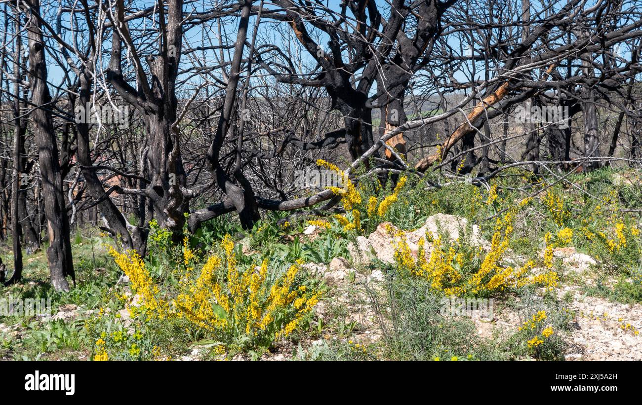 Remains forest fire burned hi-res stock photography and images - Alamy