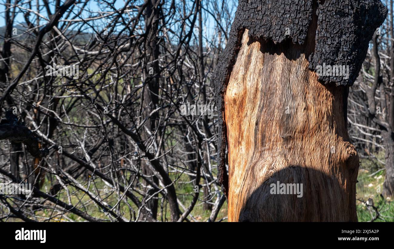 burned trees as remains of forestfire in northern Spaini Stock Photo ...