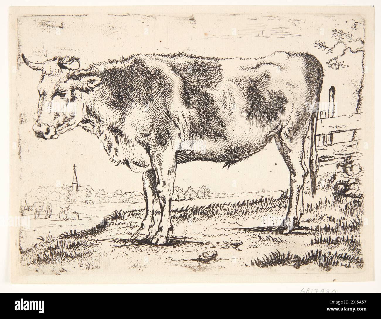 Etching of a stud horse standing and facing left, showing anatomical ...