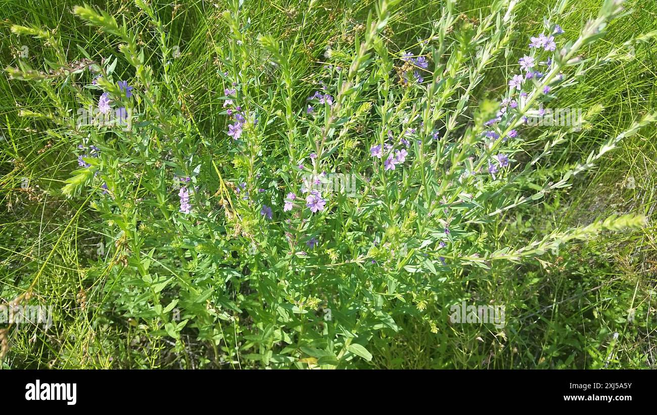 Winged Loosestrife (Lythrum alatum) Plantae Stock Photo - Alamy