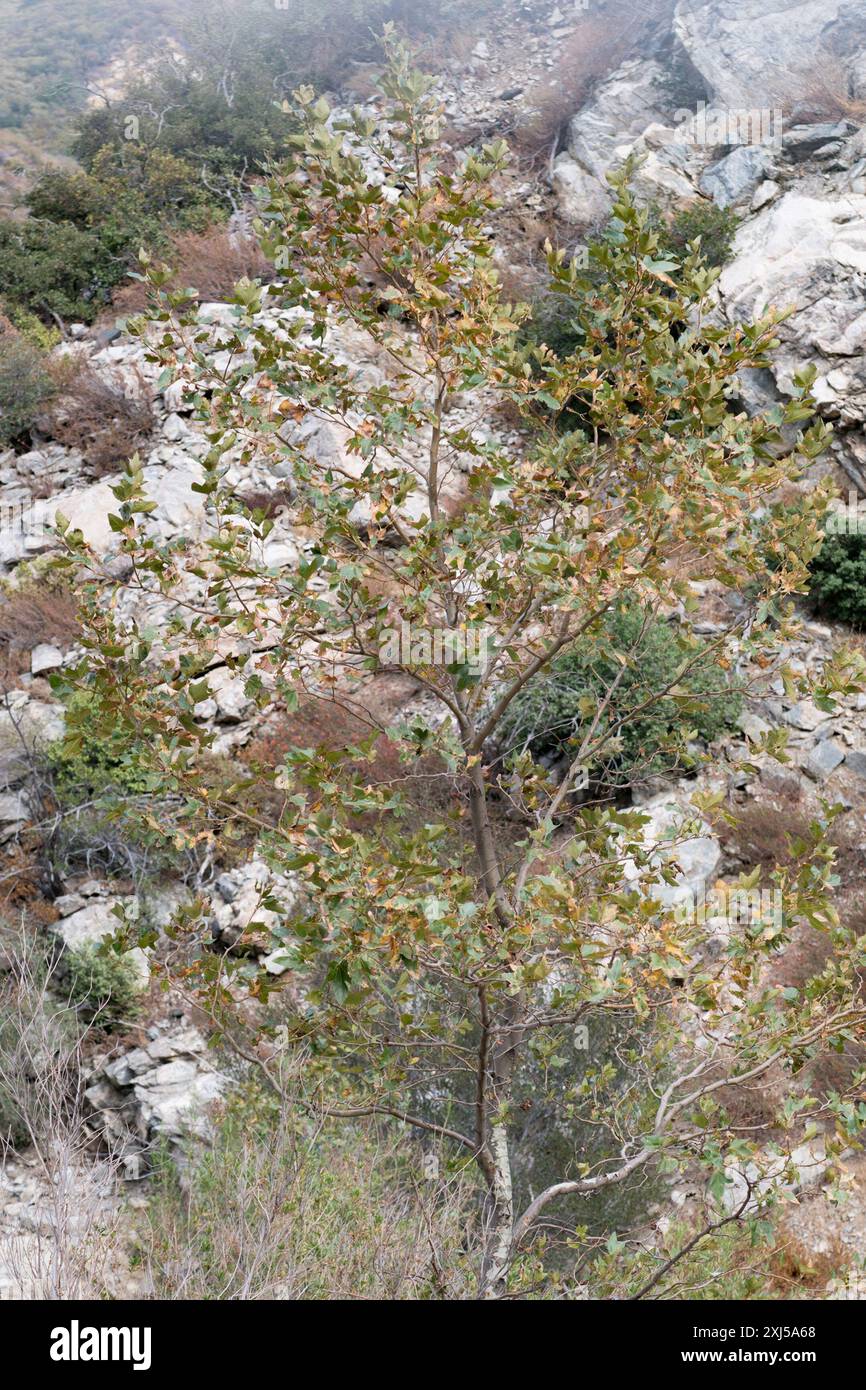 western sycamore (Platanus racemosa) Plantae Stock Photo - Alamy