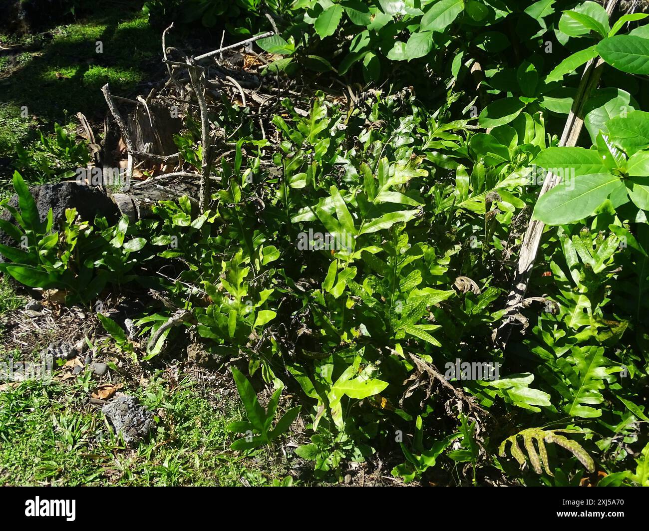 Musk Fern (Microsorum grossum) Plantae Stock Photo - Alamy