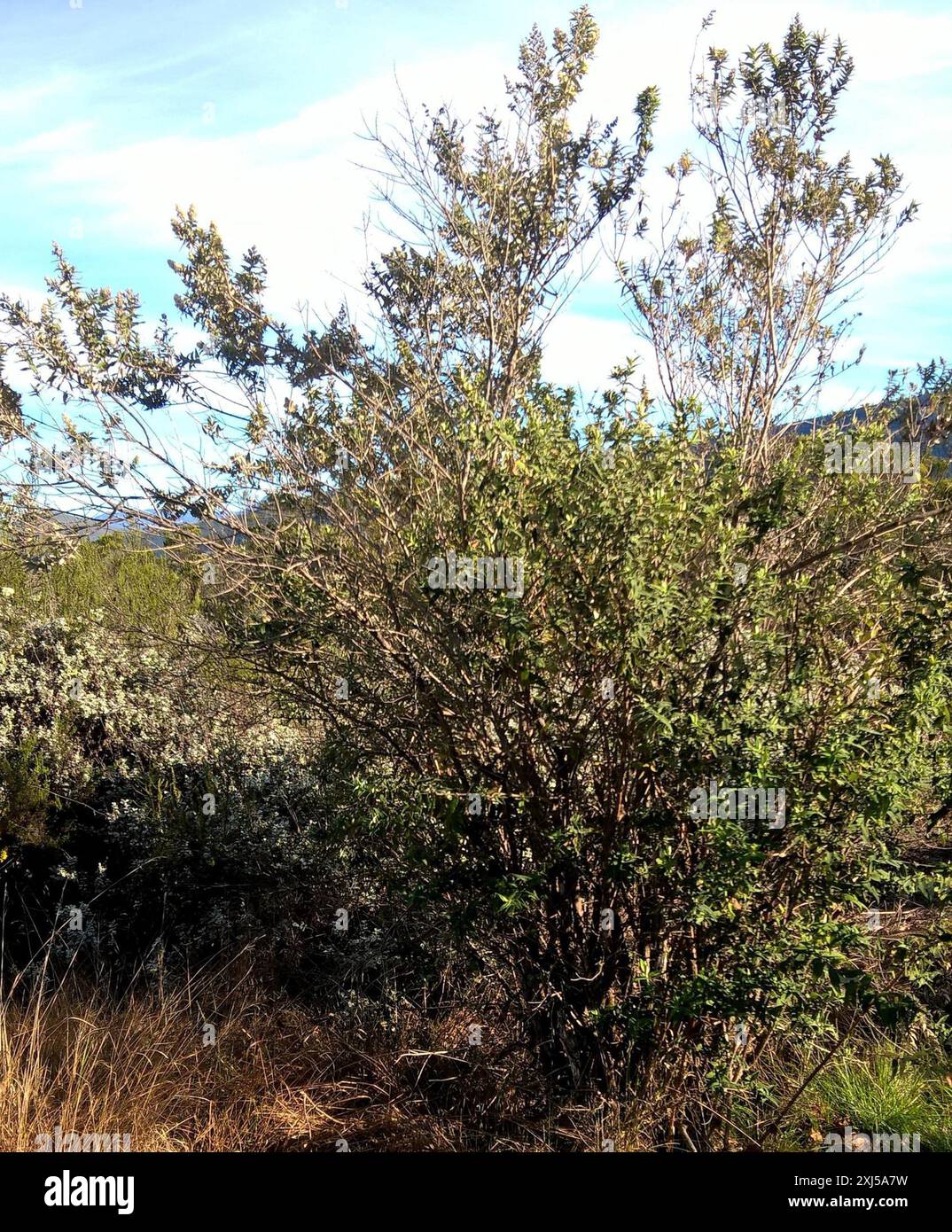 Sagewood (Buddleja salviifolia) Plantae Stock Photo - Alamy