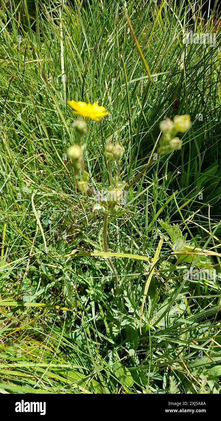 slender cinquefoil (Potentilla gracilis) Plantae Stock Photo - Alamy
