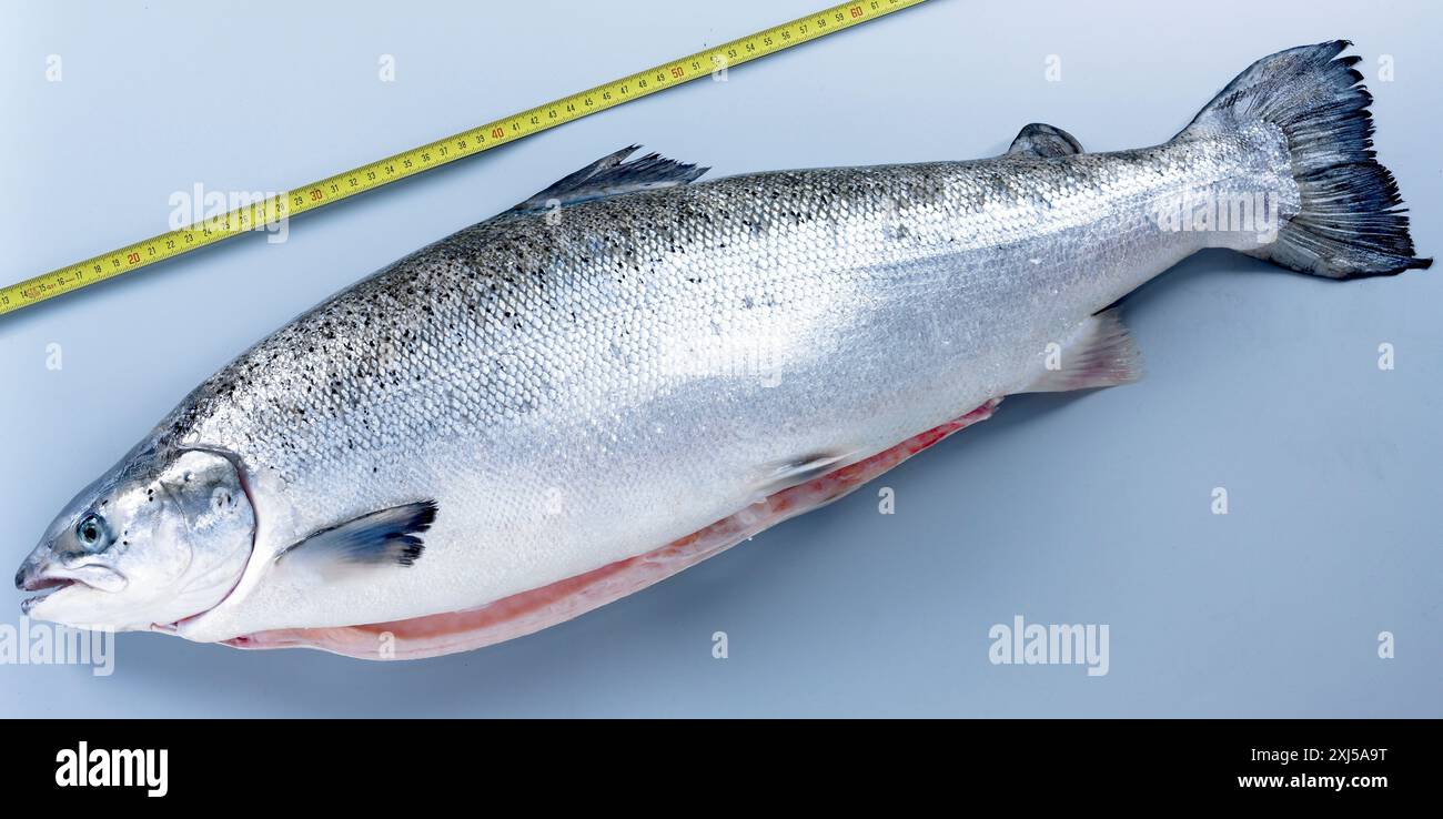 Measuring salmon hi-res stock photography and images - Alamy