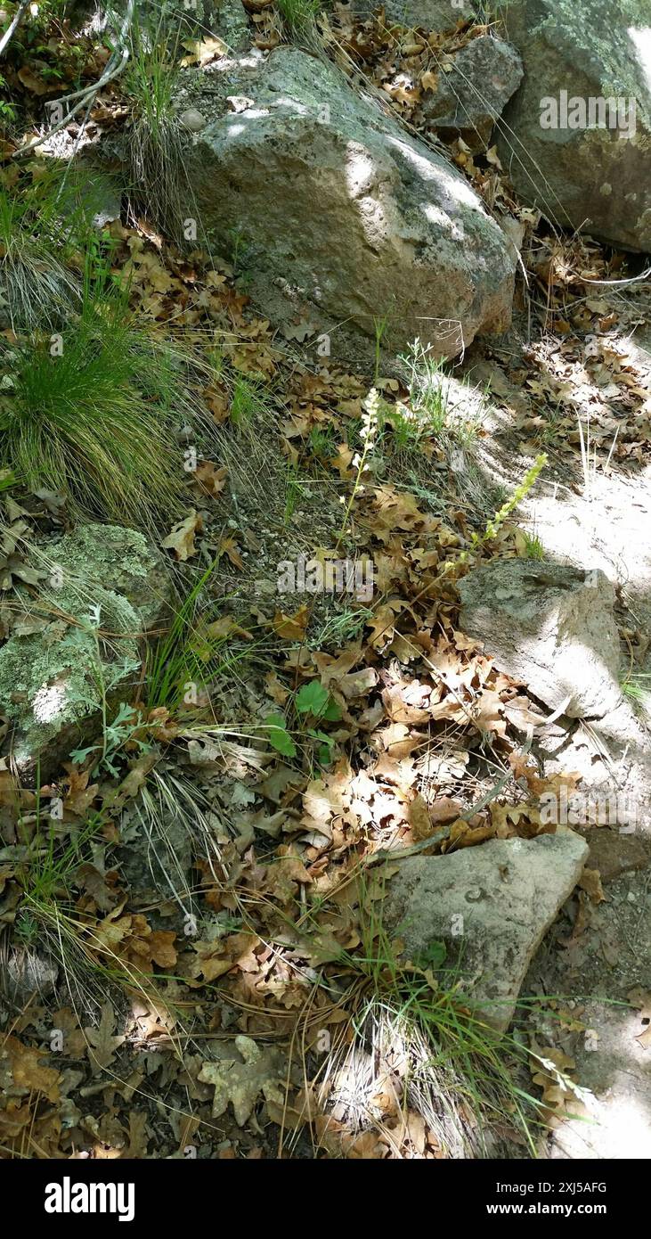 littleleaf alumroot (Heuchera parvifolia) Plantae Stock Photo - Alamy