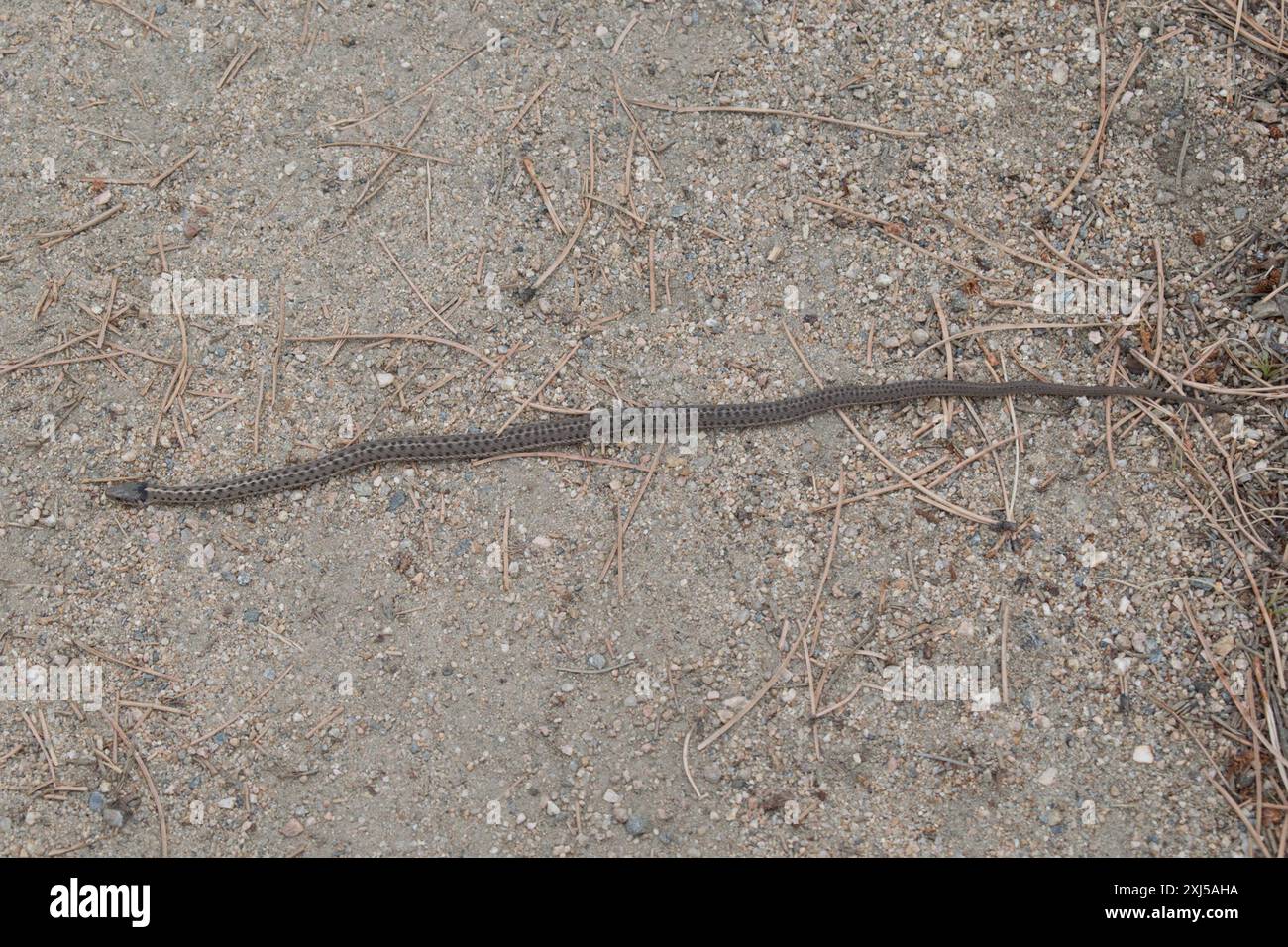 Wandering Garter Snake (Thamnophis elegans vagrans) Reptilia Stock ...