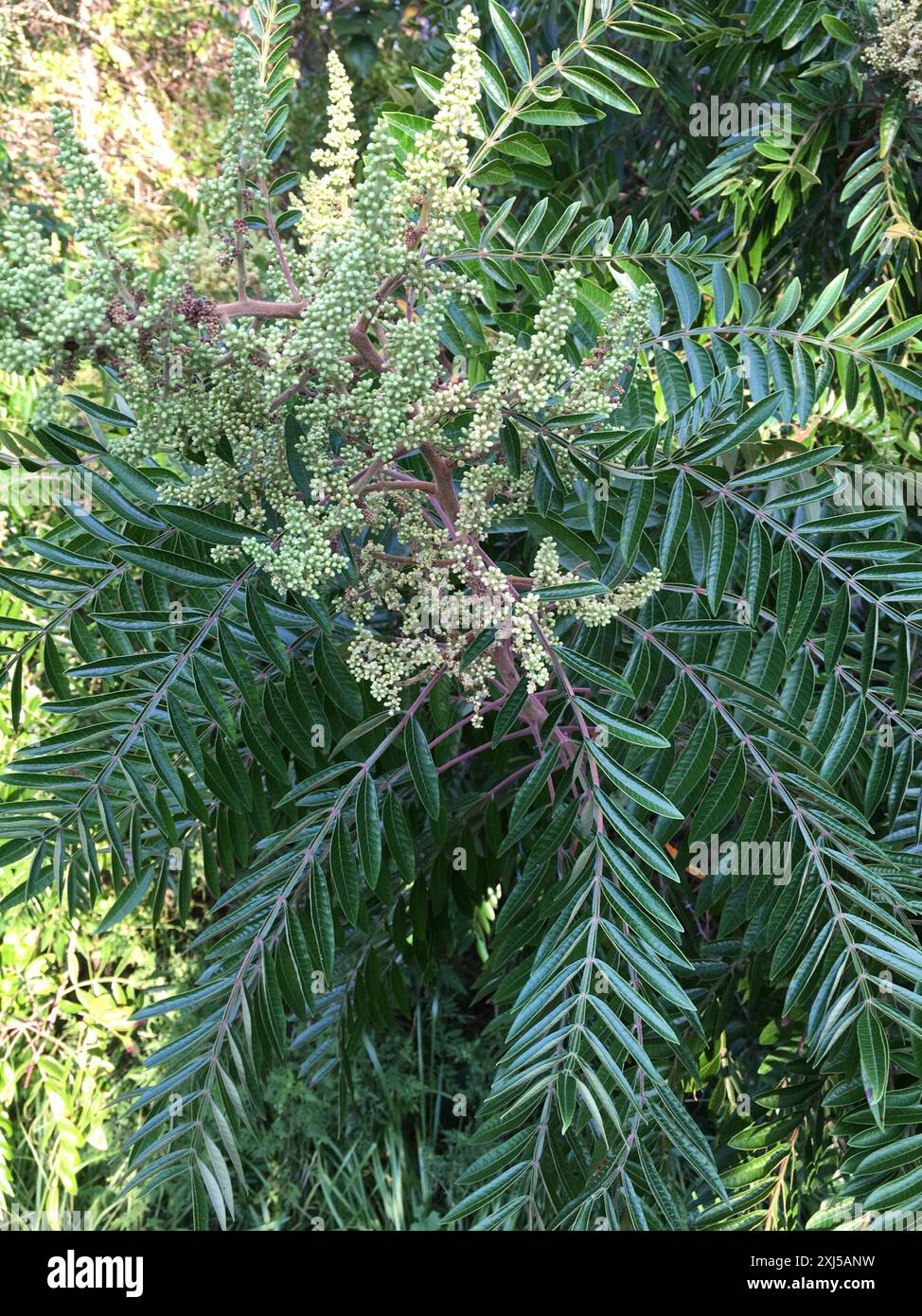 shining sumac (Rhus copallinum) Plantae Stock Photo - Alamy
