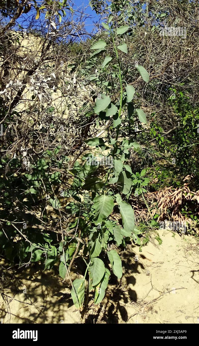 tree tobacco (Nicotiana glauca) Plantae Stock Photo - Alamy