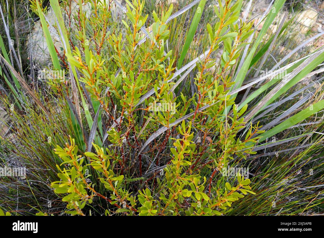 Mountain Honeybush (Cyclopia intermedia) Plantae Stock Photo - Alamy