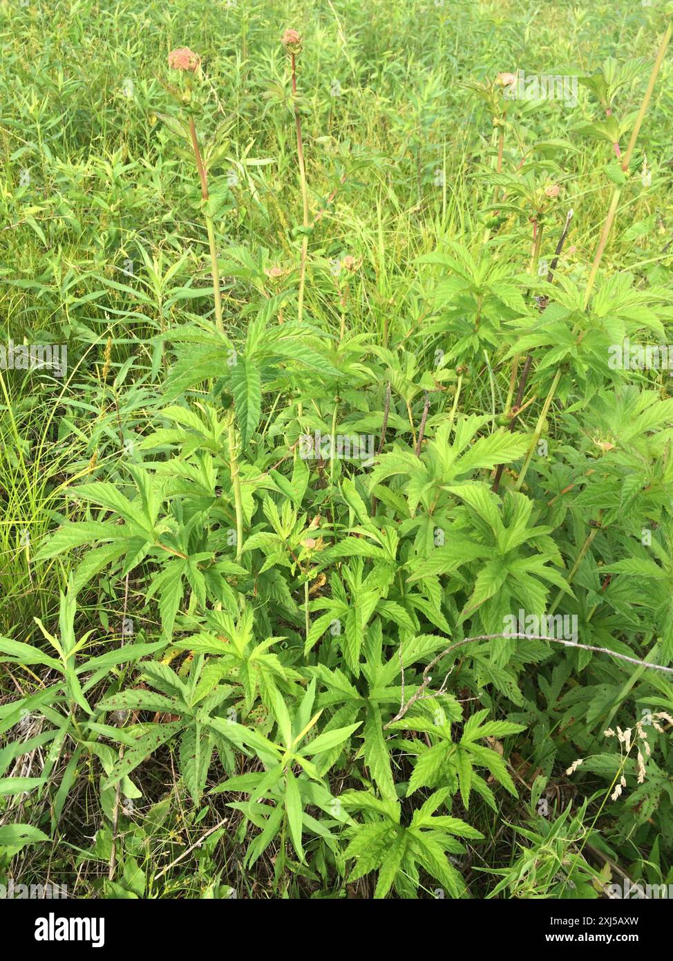 queen of the prairie (Filipendula rubra) Plantae Stock Photo - Alamy