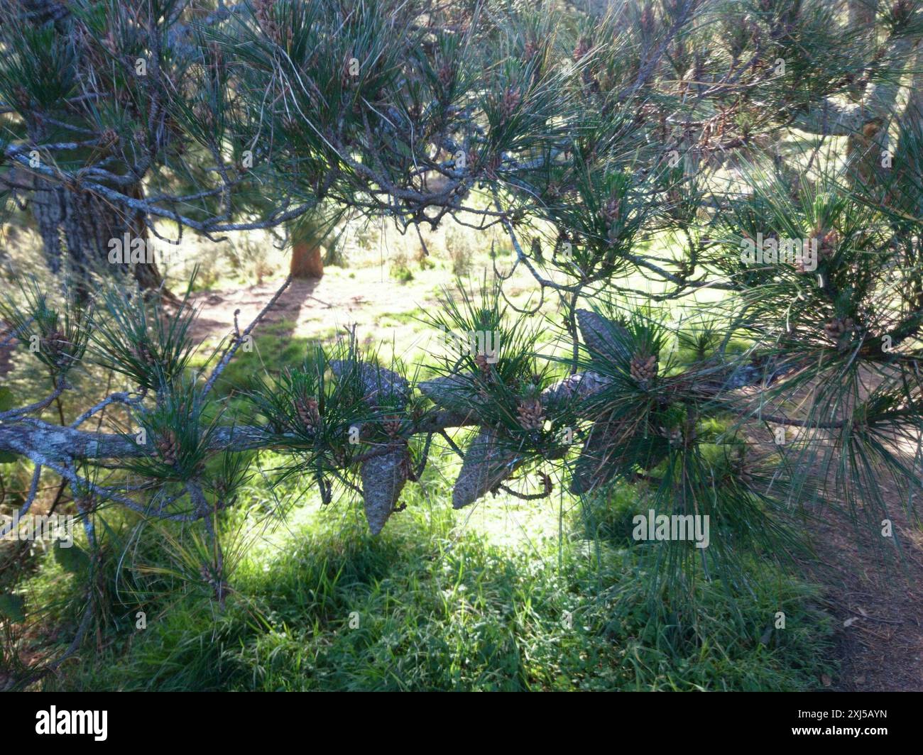 Monterey pine (Pinus radiata) Plantae Stock Photo - Alamy