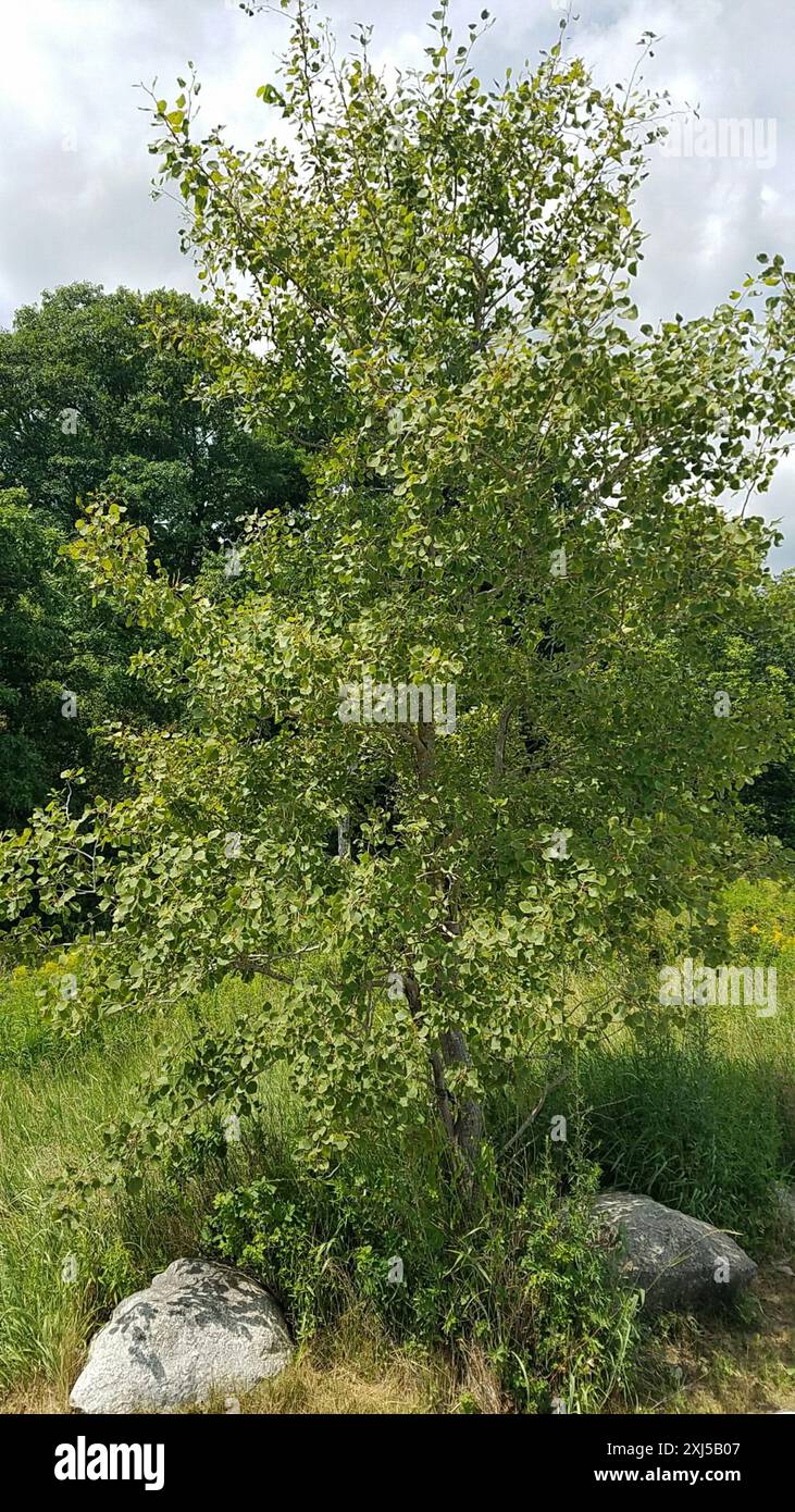 trembling aspen (Populus tremuloides) Plantae Stock Photo - Alamy