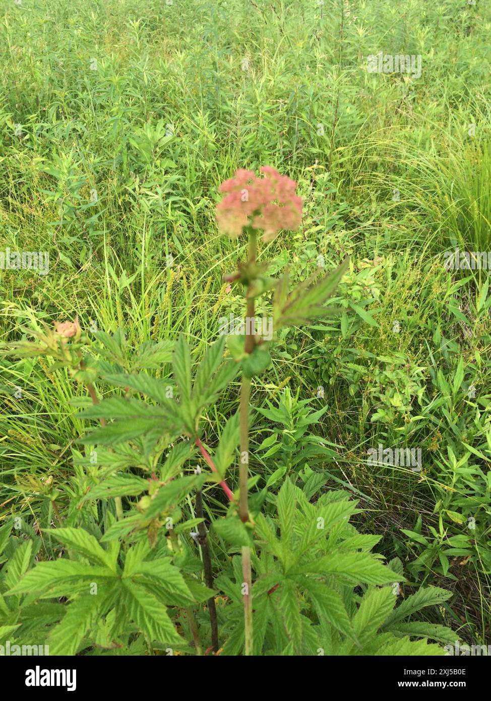 queen of the prairie (Filipendula rubra) Plantae Stock Photo - Alamy