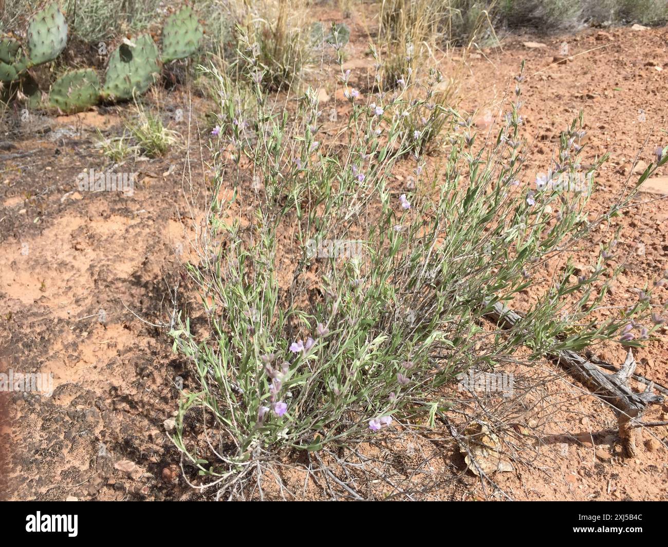 Frosted Mint (Poliomintha incana) Plantae Stock Photo - Alamy