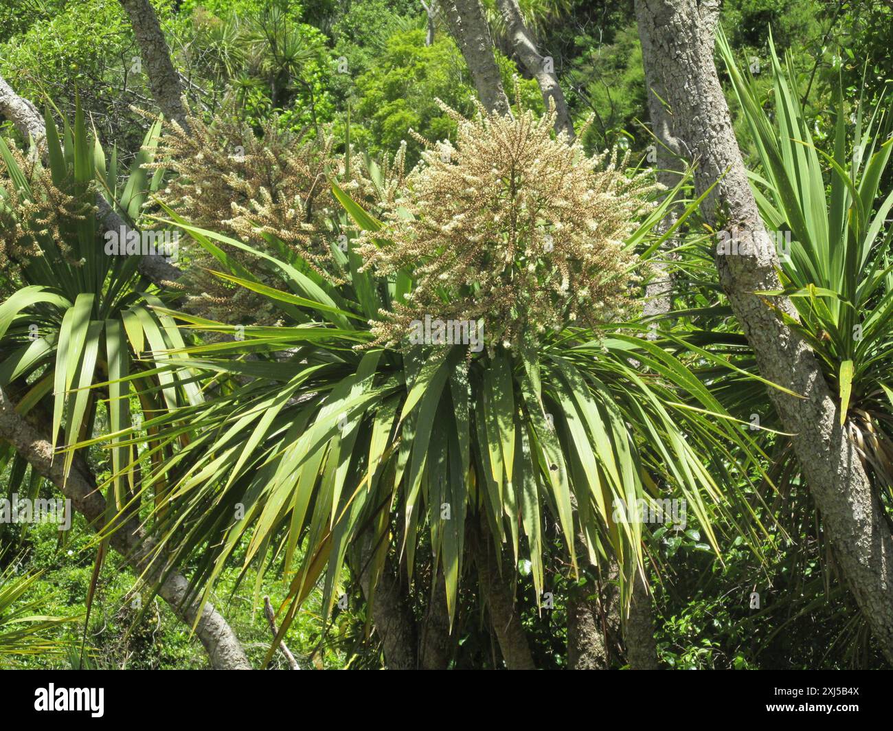 New Zealand cabbage tree (Cordyline australis) Plantae Stock Photo - Alamy