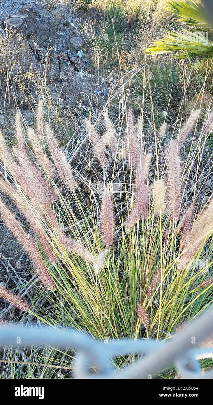 Fountain Grass (Cenchrus setaceus) Plantae Stock Photo - Alamy