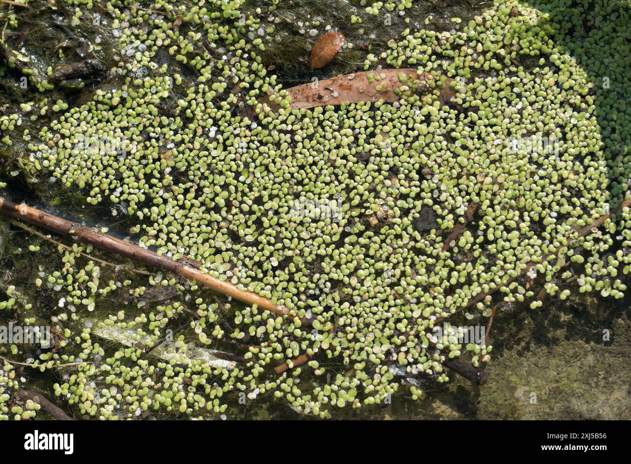 duckweeds (Lemnoideae) Plantae Stock Photo - Alamy