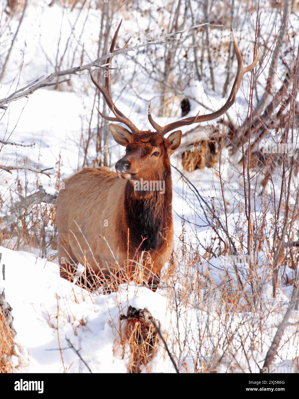A american elk (Cervus canadensis), Wapiti, Wyoming, Unitd States Stock ...