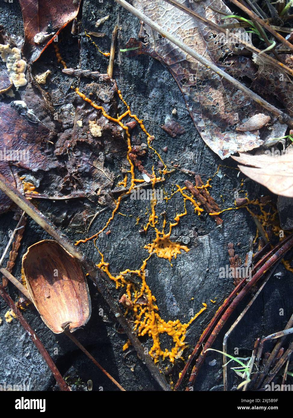 true slime molds (Myxomycetes) Protozoa Stock Photo - Alamy