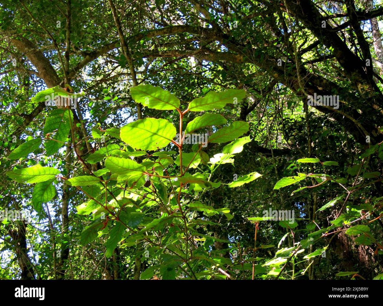 Assegai tree (Curtisia dentata) Plantae Stock Photo - Alamy