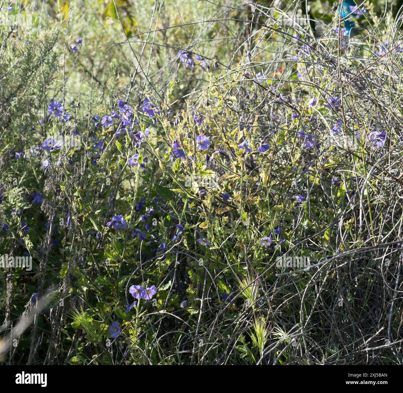 purple nightshade (Solanum xanti) Plantae Stock Photo - Alamy