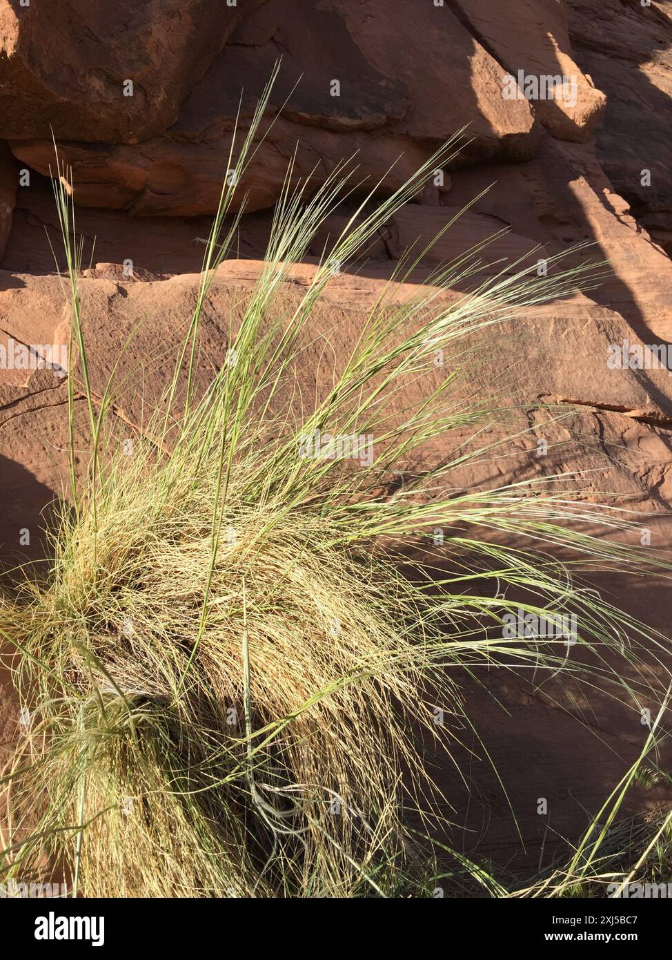 Needle-and-thread Grass (Hesperostipa comata) Plantae Stock Photo - Alamy
