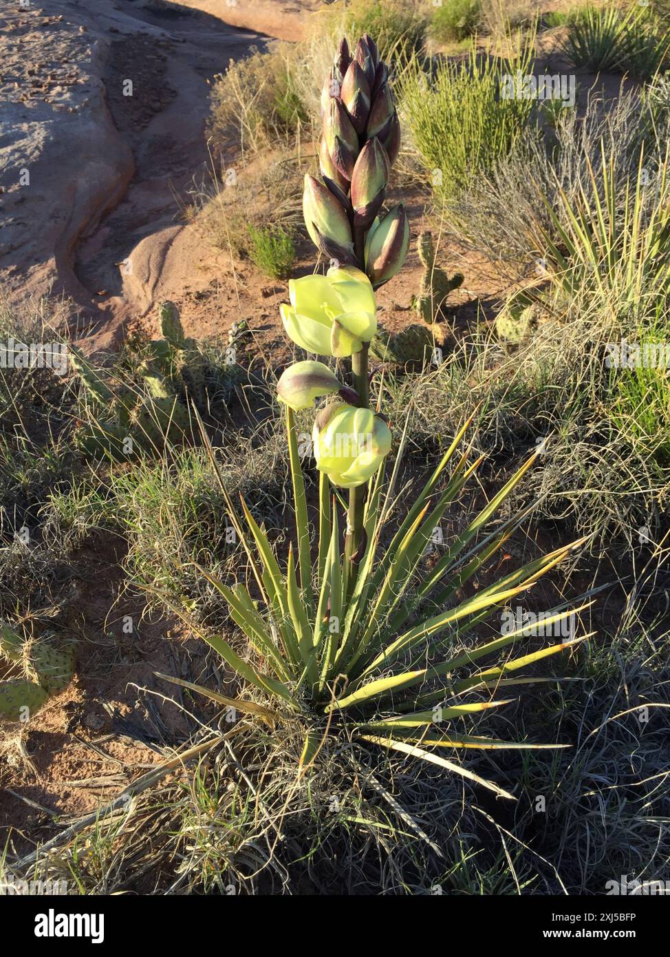 Dwarf Yucca (Yucca harrimaniae) Plantae Stock Photo - Alamy