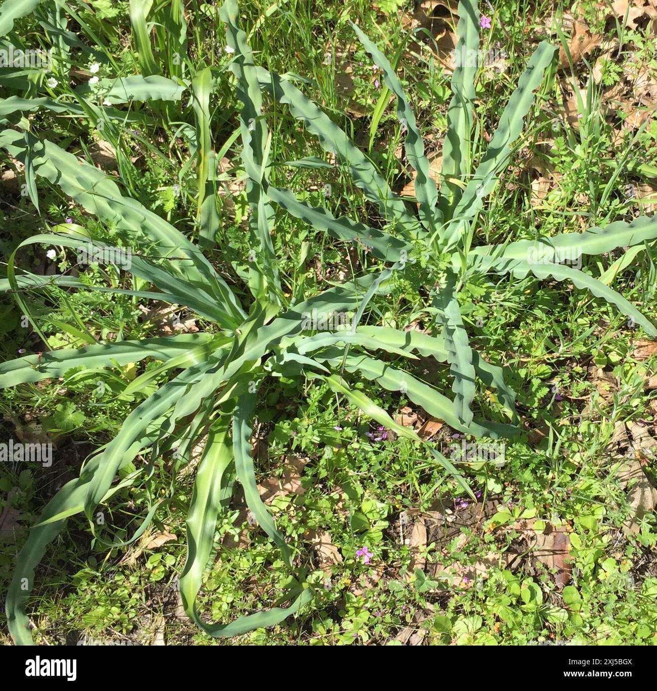 wavy-leafed soap plant (Chlorogalum pomeridianum) Plantae Stock Photo ...