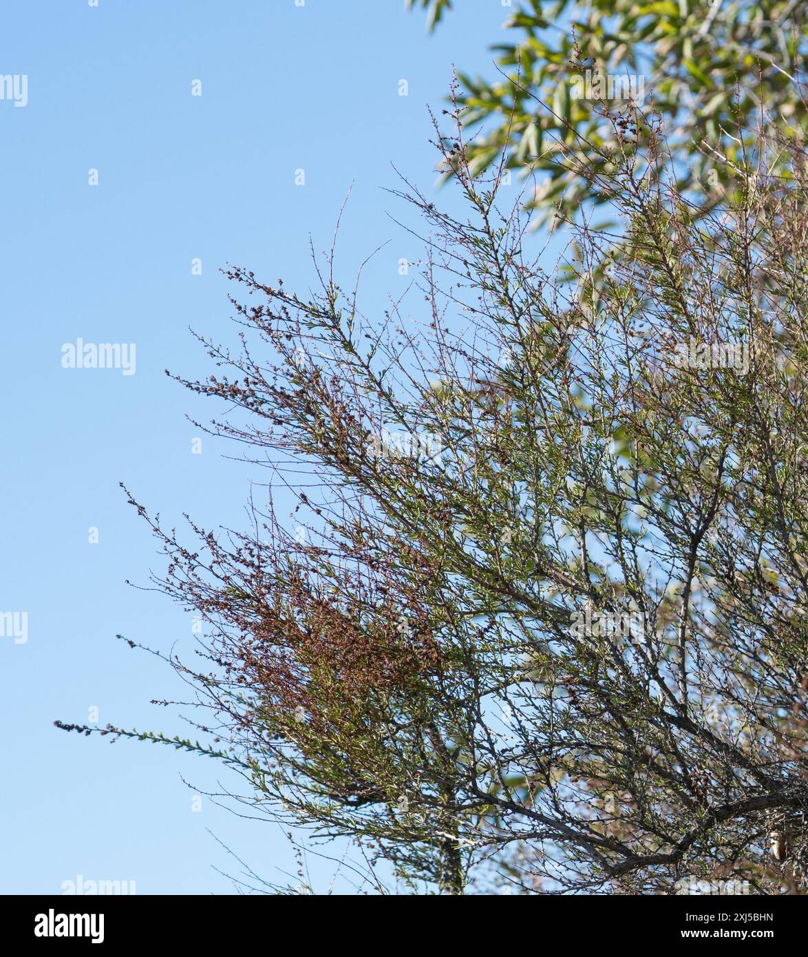 chamise (Adenostoma fasciculatum) Plantae Stock Photo - Alamy