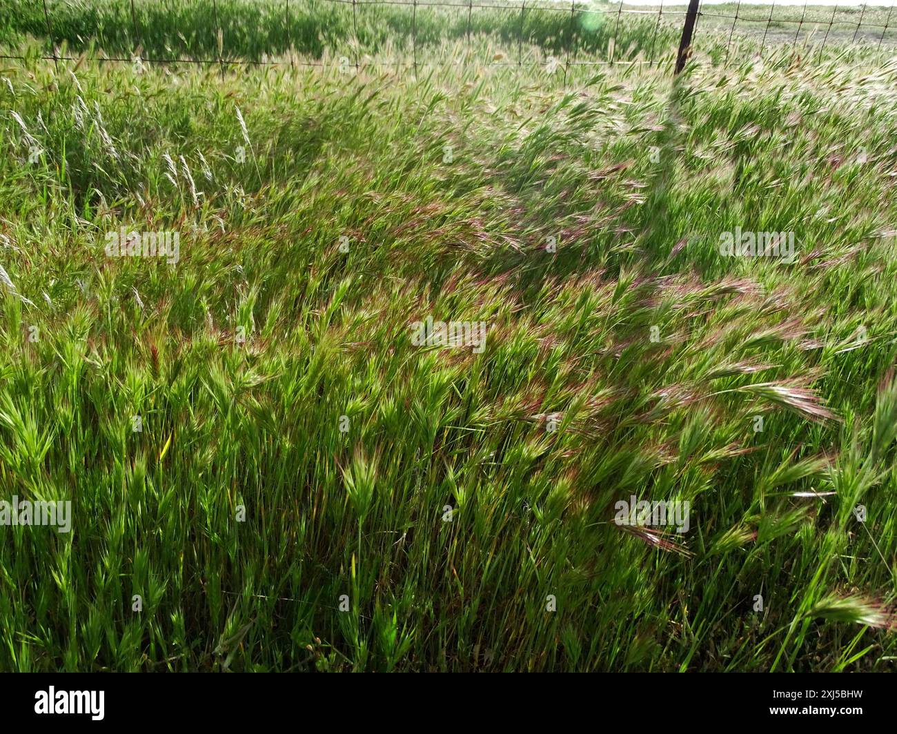 Compact Brome (Bromus madritensis) Plantae Stock Photo - Alamy