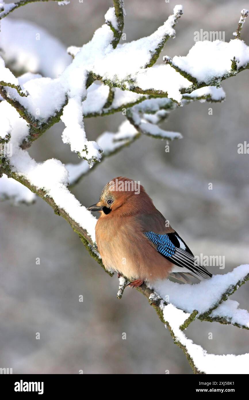 Jay, European Jay, Jay, eurasian jay (Garrulus glandarius), Geai des ...